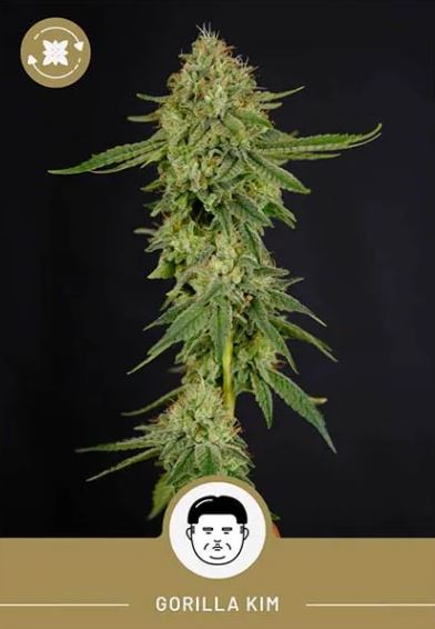 Gorilla Kim – Autoflower - Budz Delight